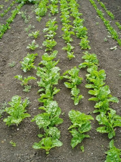 From a Worcester Allotment: How to Make a Seed Bed