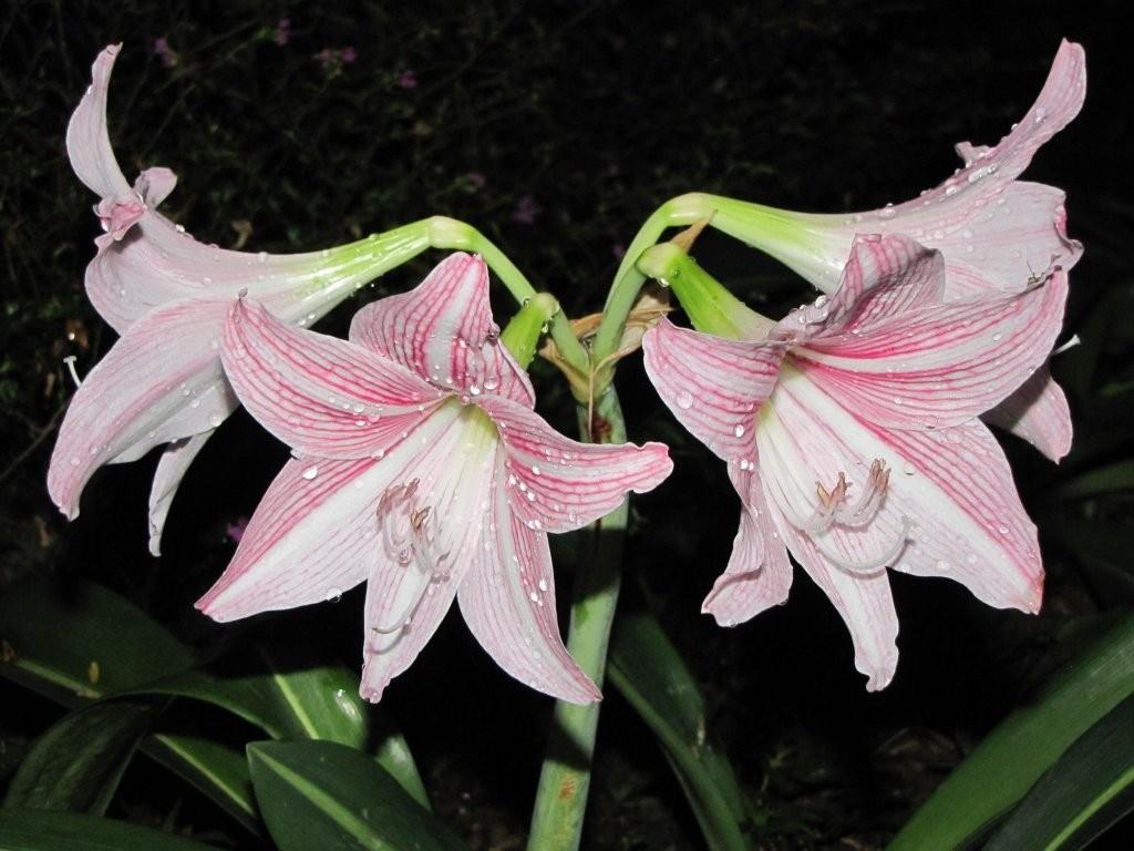 Kleyns In The Philippines: * Flora & Fauna