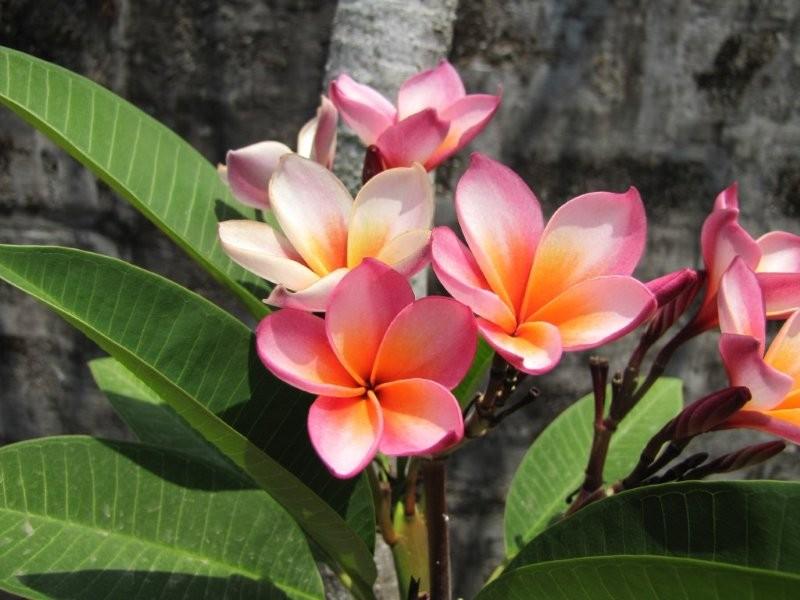 Kleyns In The Philippines: * Flora & Fauna