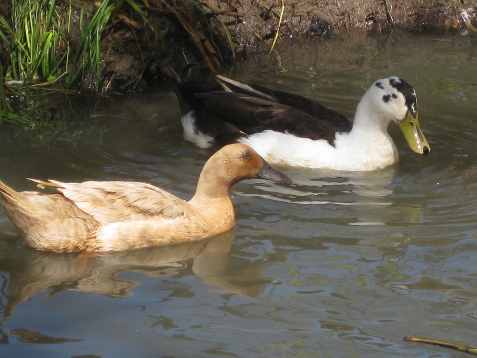 Kleyns In The Philippines: * Farm Animals
