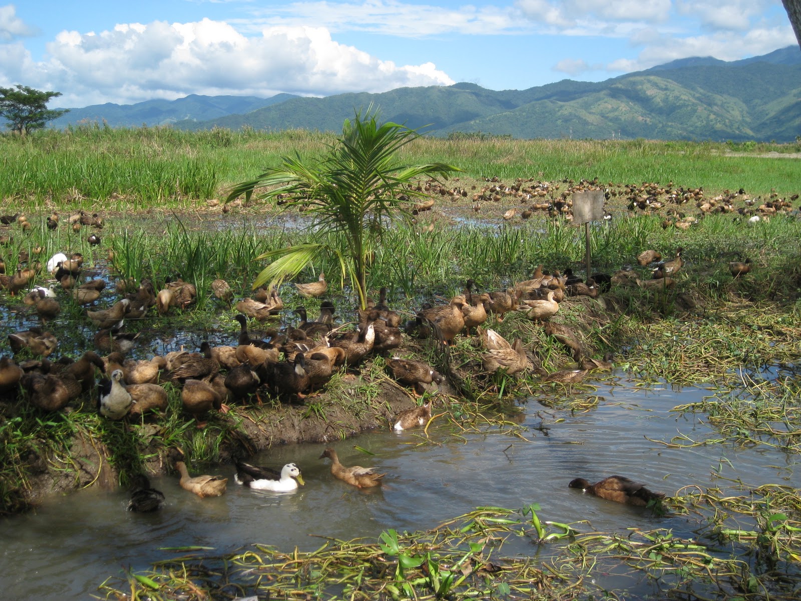 Kleyns In The Philippines: * Farm Animals