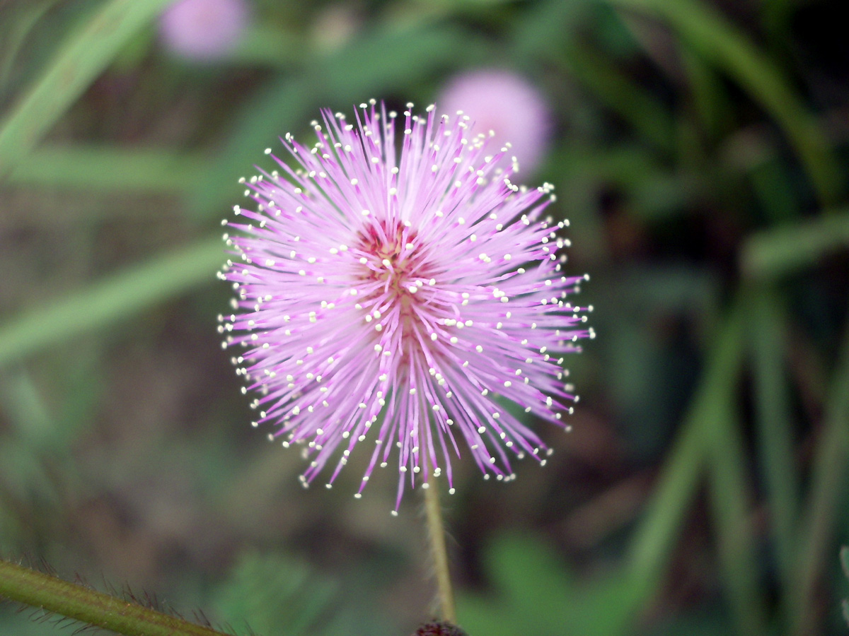 Our Bangladesh: Flowers of Bangladesh