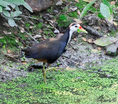 Our Bangladesh: Birds of Bangladesh