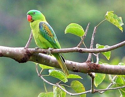 Our Bangladesh: Birds of Bangladesh
