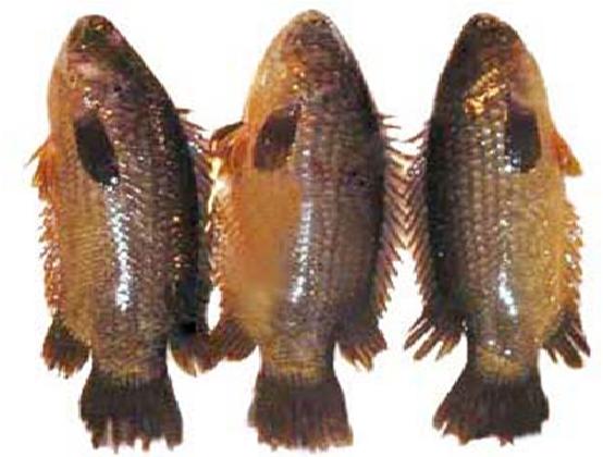 Our Bangladesh: Fishes of Bangladesh