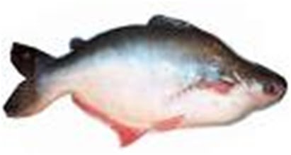 Our Bangladesh: Fishes of Bangladesh