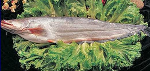 Our Bangladesh: Fishes of Bangladesh