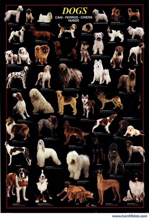 Cuadro de razas de perros - Imagui