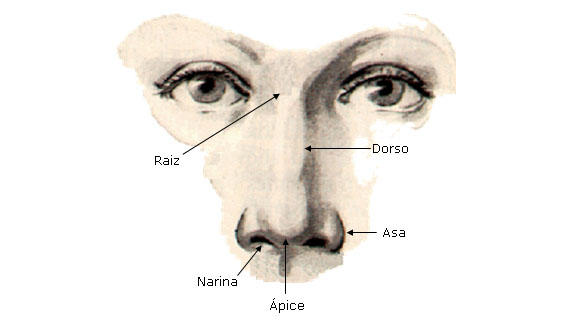 Liga de Pneumologia de Botucatu: NARIZ E CAVIDADE NASAL