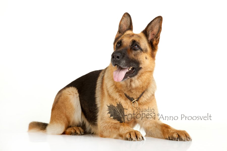 saksa lambakoer fotostuudios