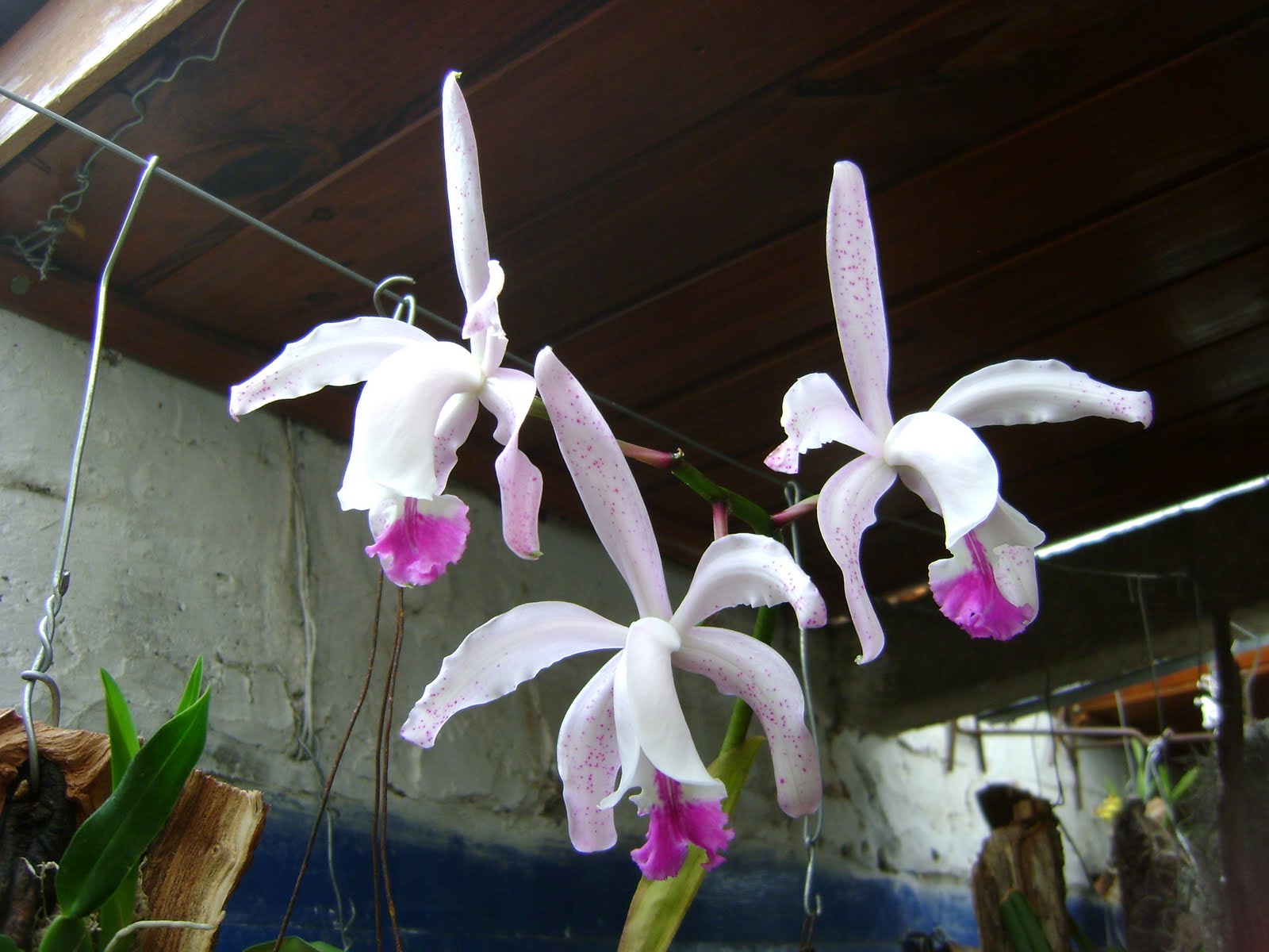 Orquidea: Cultivo de Cattleyas