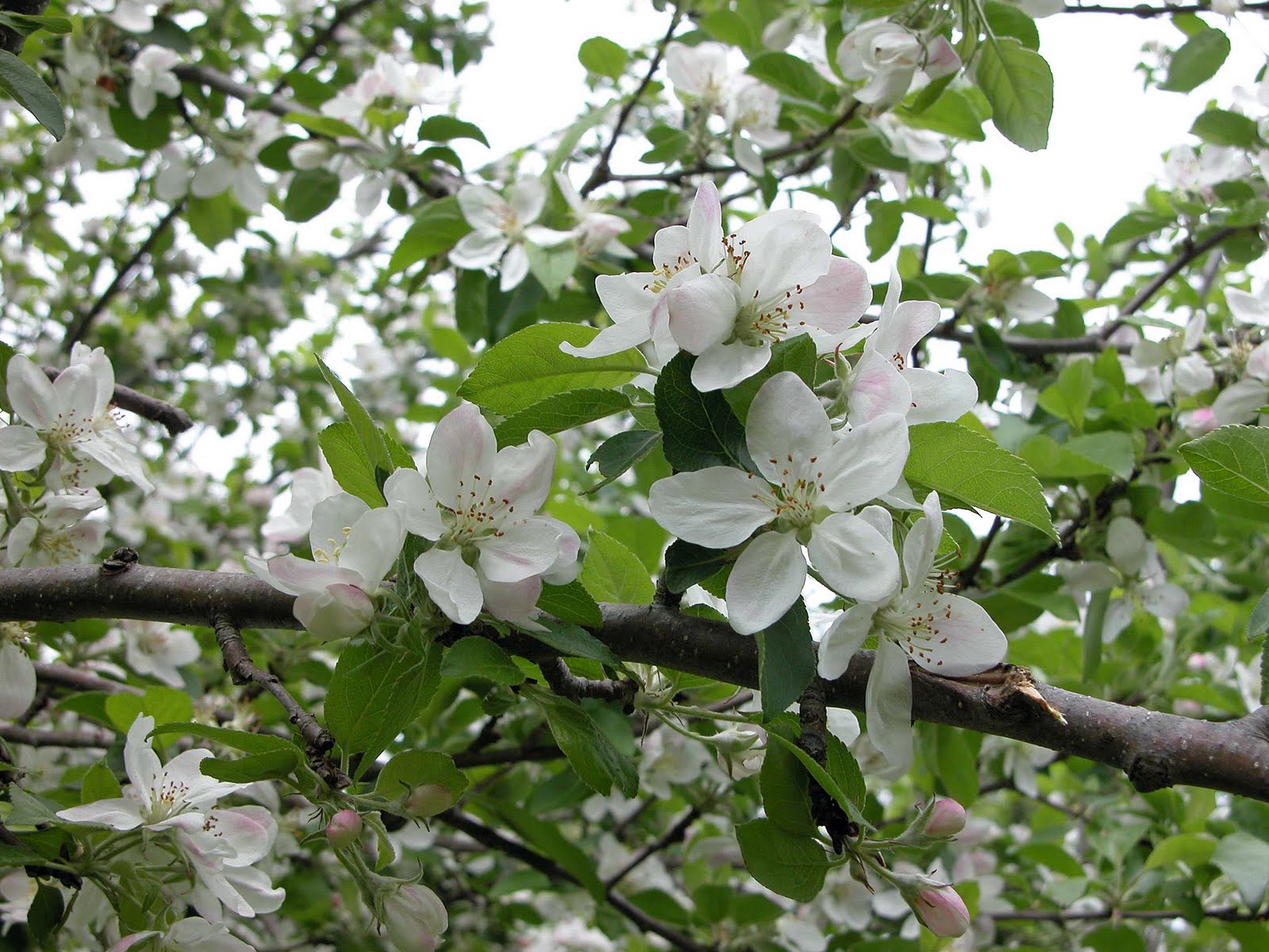 Apples from the Island: Apple Trees in Bloom
