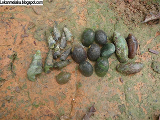 Siput ~ lokan melaka