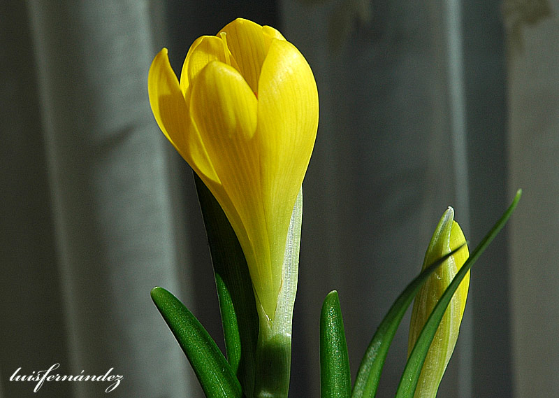 OCIO y CULTURA : La flor del bulbo.