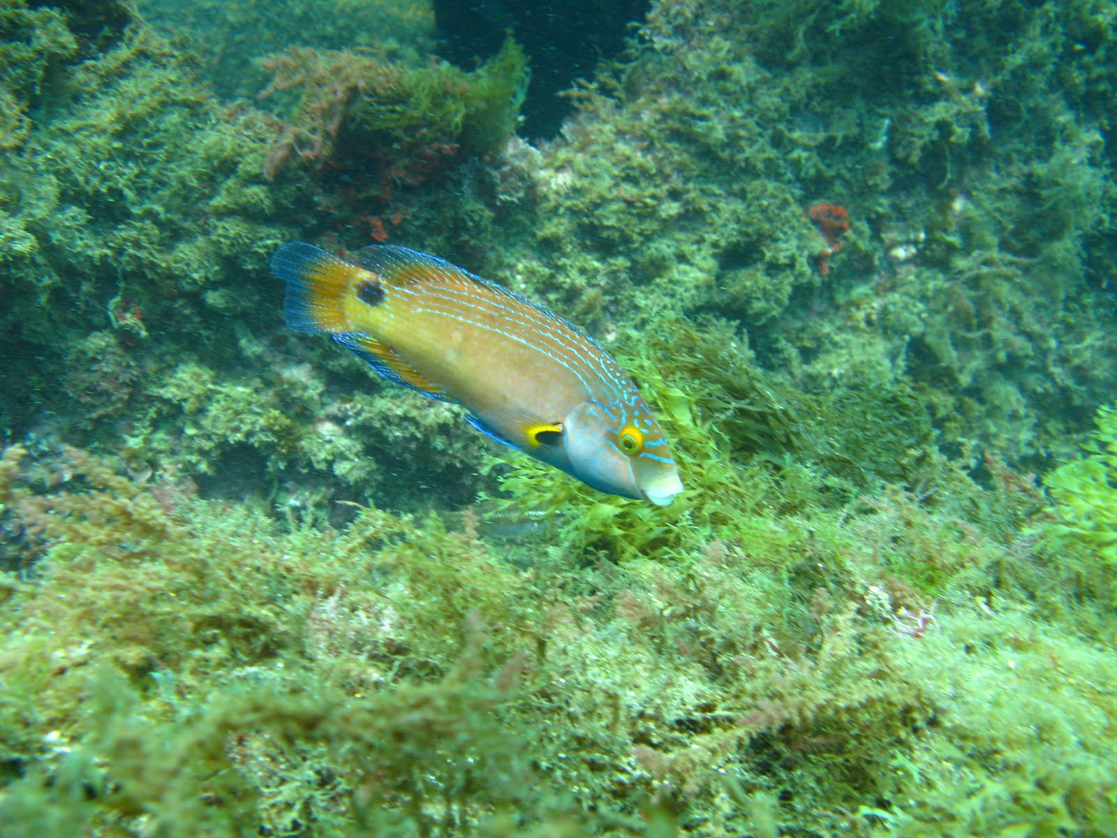 DARAFARI SUB: DE VUELTA POR AGUAS DEL ESTRECHO...EL PECIO DE LAS ...