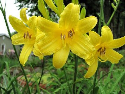 Little Bits from Linda: Digby Daylilies