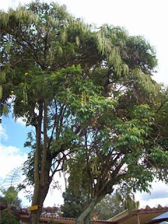 biologia: alcaparro doble