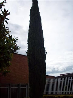 biologia: cipres comun