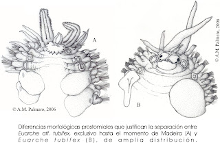 El Terrible Poliqueto Aberrante de las Cavernas: Sobre la familia ...