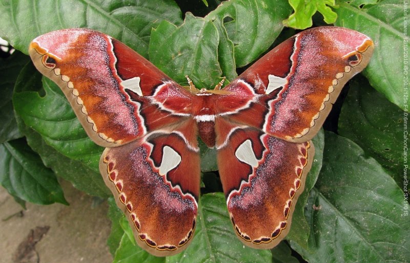 JLinaresP: Rothschildia lebeau