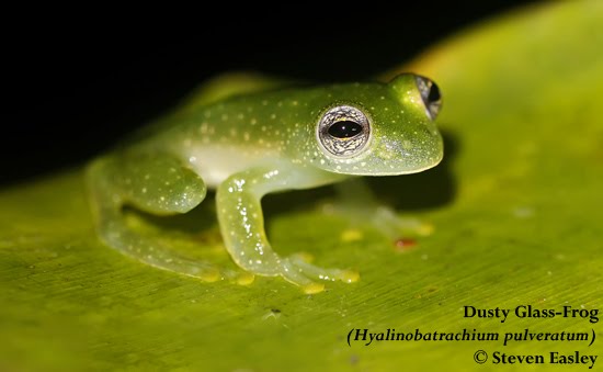 Easley Birding: Glass Frogs Galore!!!