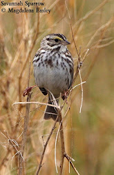 Easley Birding: Ecuador Adventure Part 5 - Rio Silanche & Milpe
