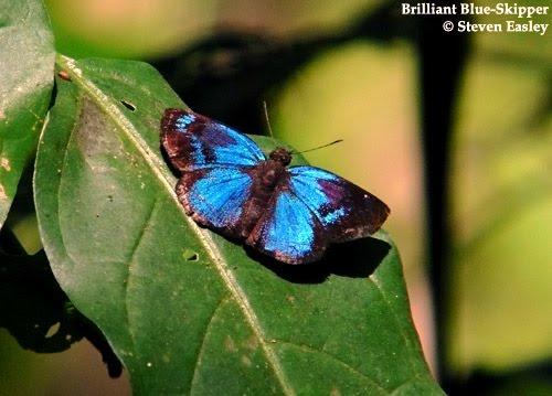 Easley Birding: Some Gorgeous Costa Rican Butterflies!
