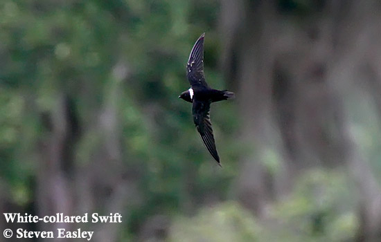 Easley Birding: White-collared Swift