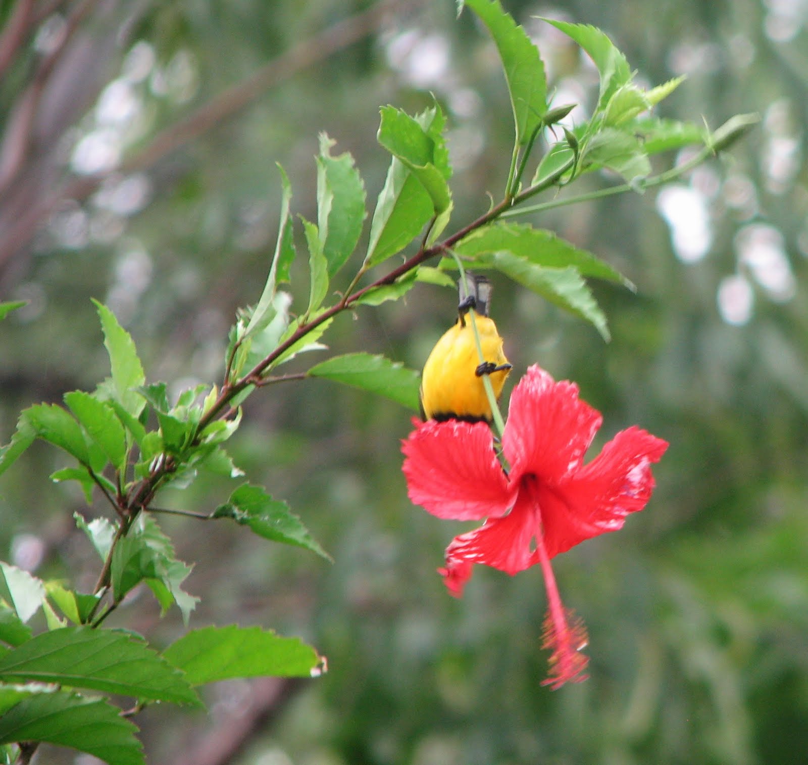 Bush Bernie's Blog: Wildlife on Wednesday ... the Yellow-Bellied Sunbird.