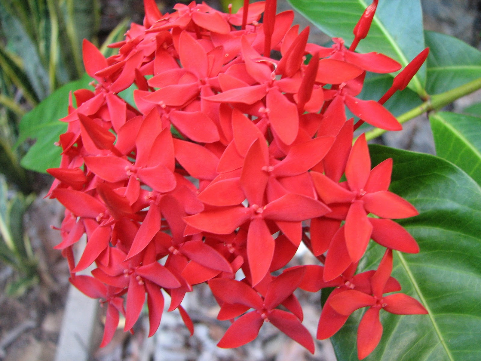 Bush Bernie's Blog: The Hot, The Loud and The Proud ... Ixoras.