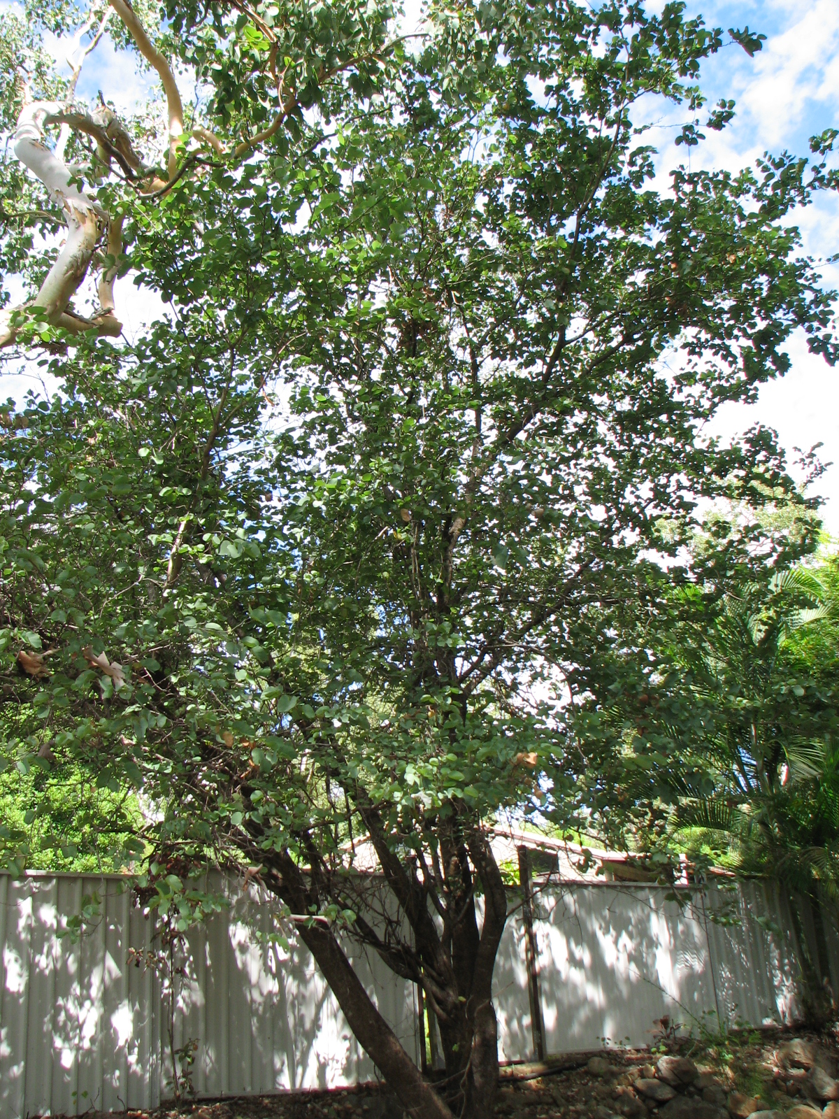 My Dry Tropics Garden: Bauhinia variegata 'alba' or 'candida' - White ...