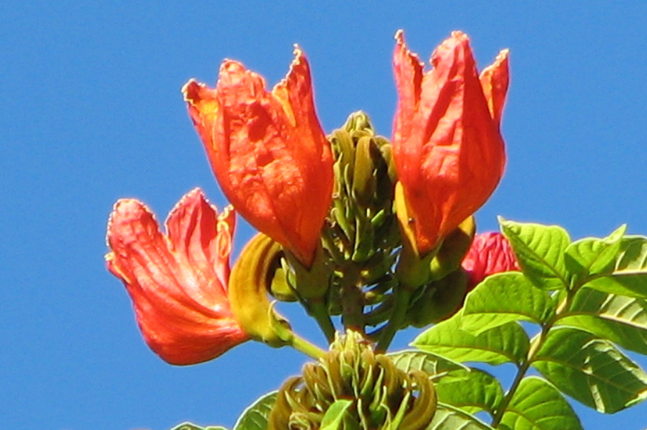 My Dry Tropics Garden: African Tulip Tree - Spathodea Campanulata