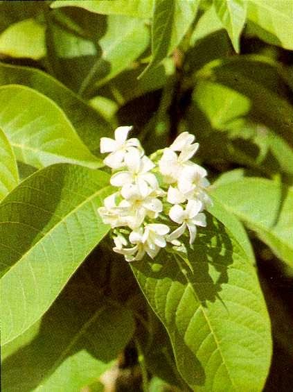 jest thinking...: the scent of the yakshi