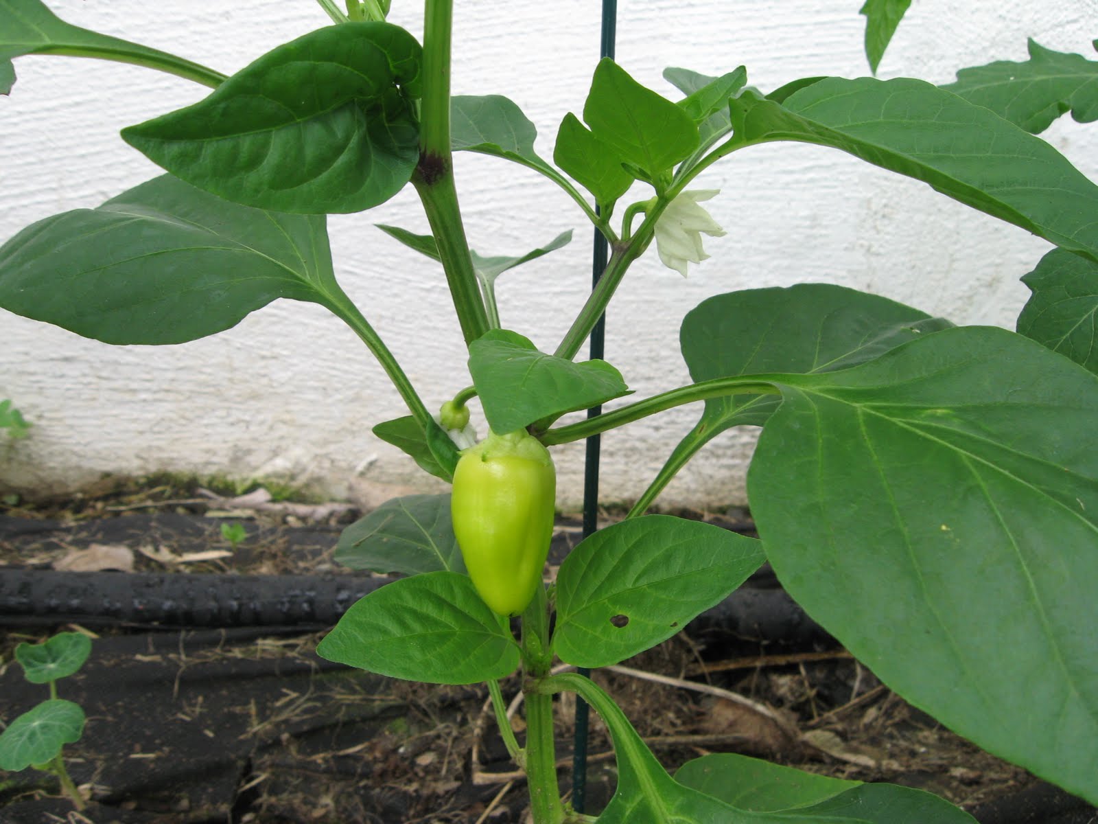 Oliver's Bungalow: Bell Pepper Crop for 2010