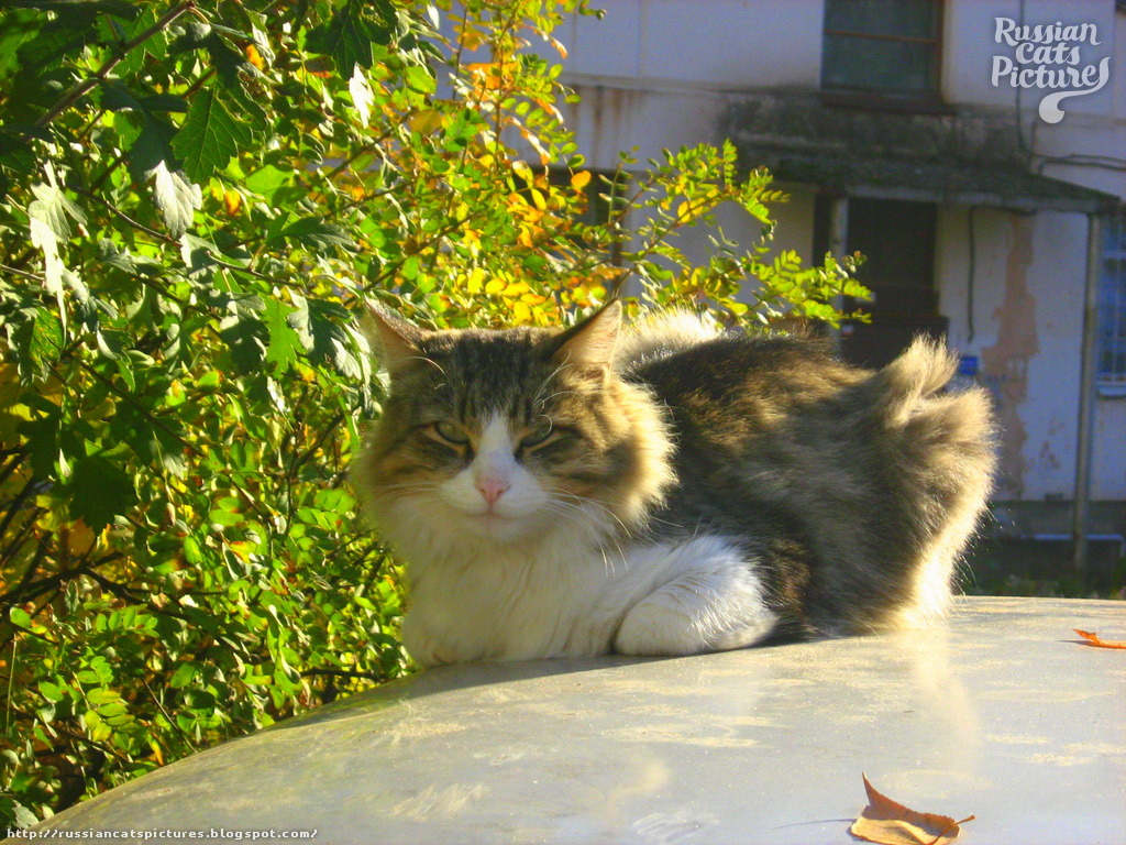 Sniffy Tabby Cat — Russian Cats Pictures