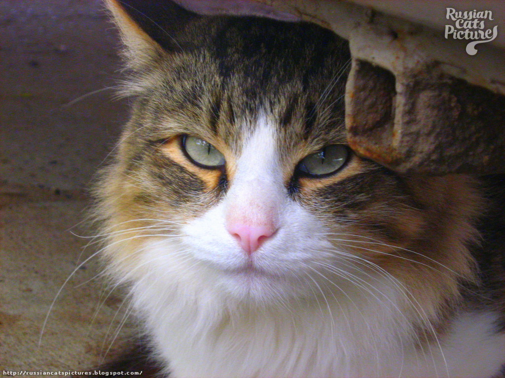 Sniffy Tabby Cat — Russian Cats Pictures