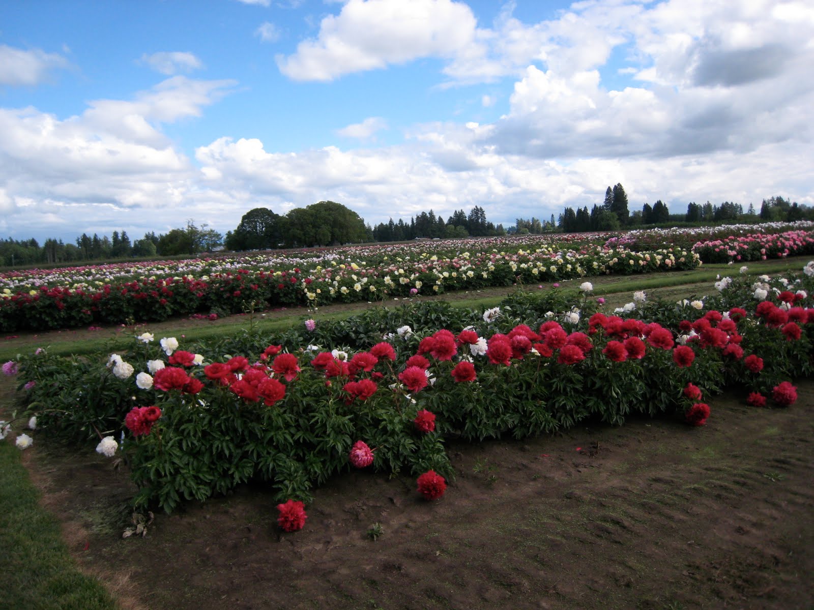 Shadows On Stone: Sculpture and Adelman Peony Gardens
