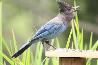 Copper Crow Studio: Bird Photos