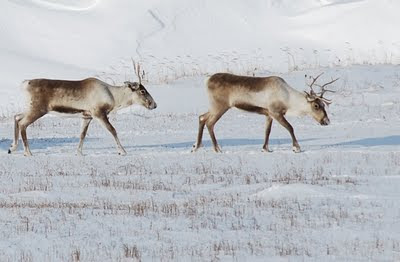northernXposed: Winter Caribou in Adak