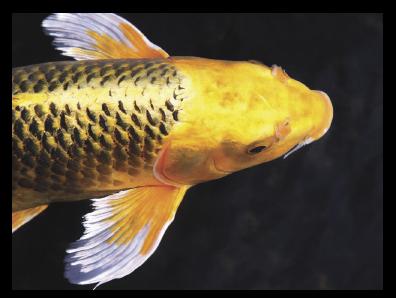 Renée Finberg ' TELLS ALL ' in her blog of her Adventures in Design ...