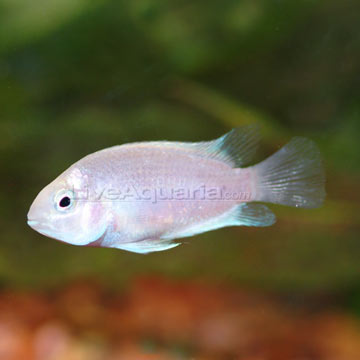 Pink Convict Cichlid - Freshwater Fishs