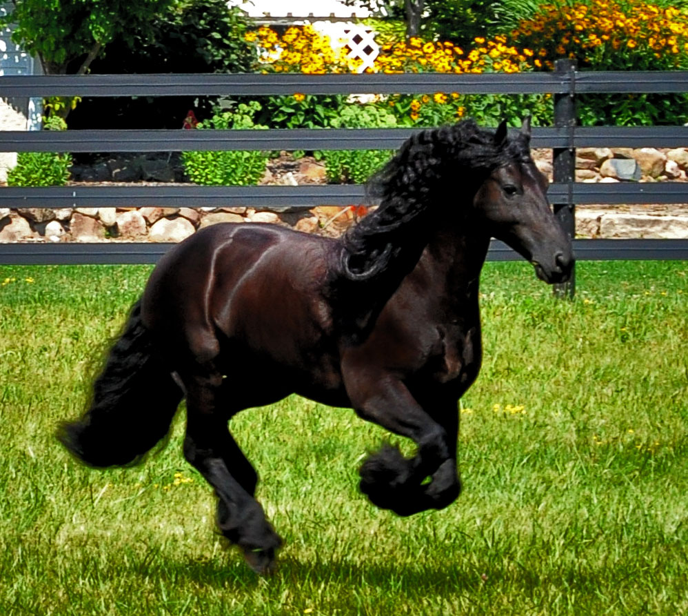 Sleipner: Friesians Cas & Cor