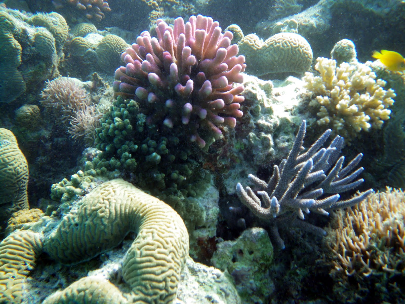 Koob's New Zealand/Australia Adventures: THE Great Barrier Reef!