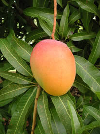 Indian News Reader: Indian National Fruit