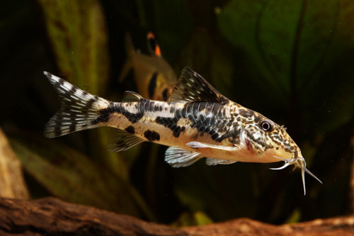 کوری ریش دار / Bearded Cory / Scleromystax barbatus