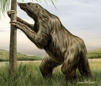 Animales que ya no podemos ver (6ª parte) El Megaterio | El Busto de Palas