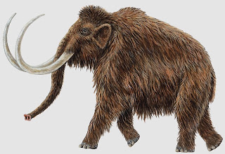 Som PANGEA!: CIENTÍFICS RUSSOS INTENTEN CLONAR UN MAMUT