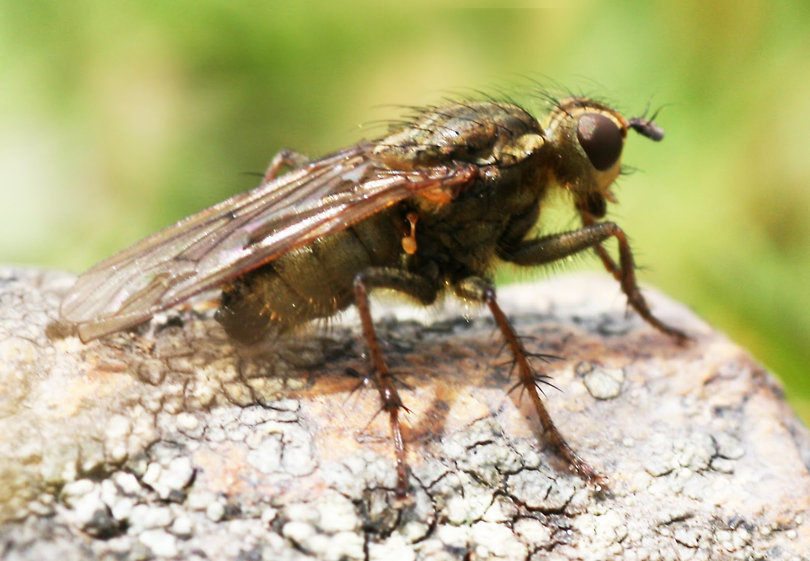 Bill Senior's Invertebrate Photographs: The Common Yellow Dung Fly ...