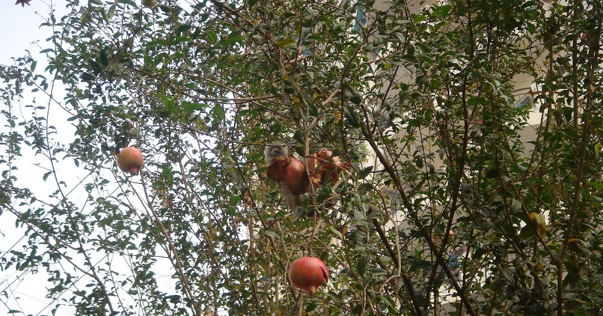Wildbytes from India: Birds Love the Anaar Tree!