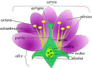 PractricadeBiologiav: DICOTILEDONEAS